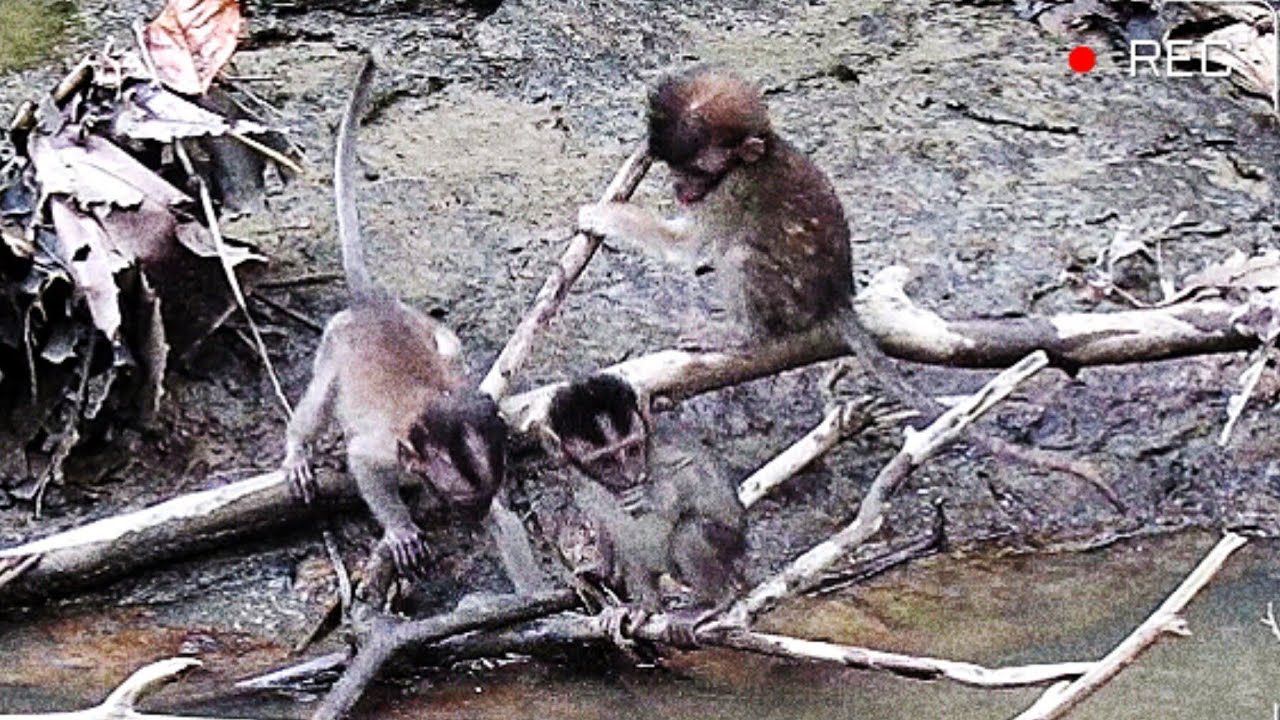 monkey trapped and lost mother - YouTube