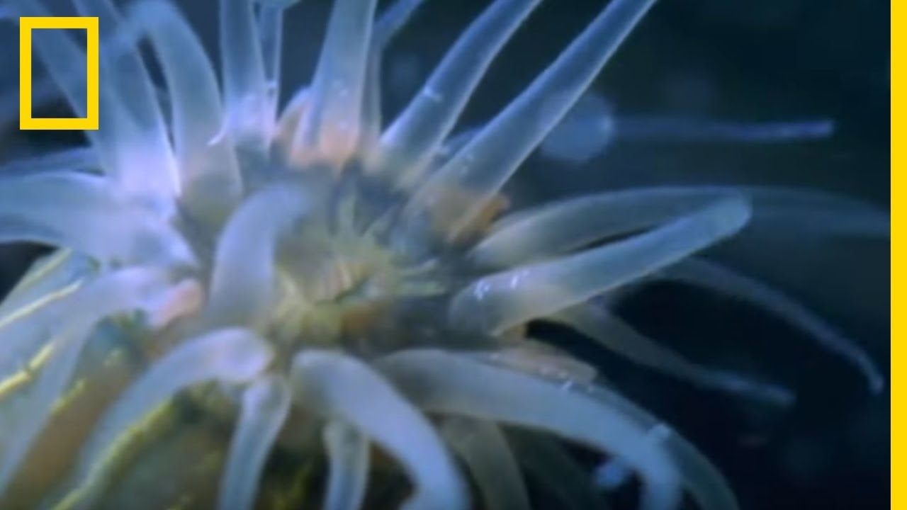 Cette anémone se clone - YouTube