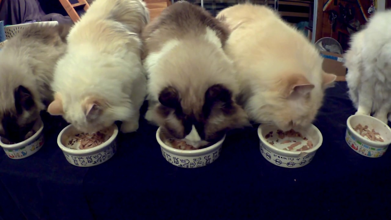 Ragdoll Family Dinner - YouTube