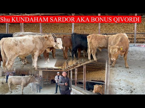 Sardor aka shu kundaham BONUS NARXLARDA QIVORDI 🏃🏃