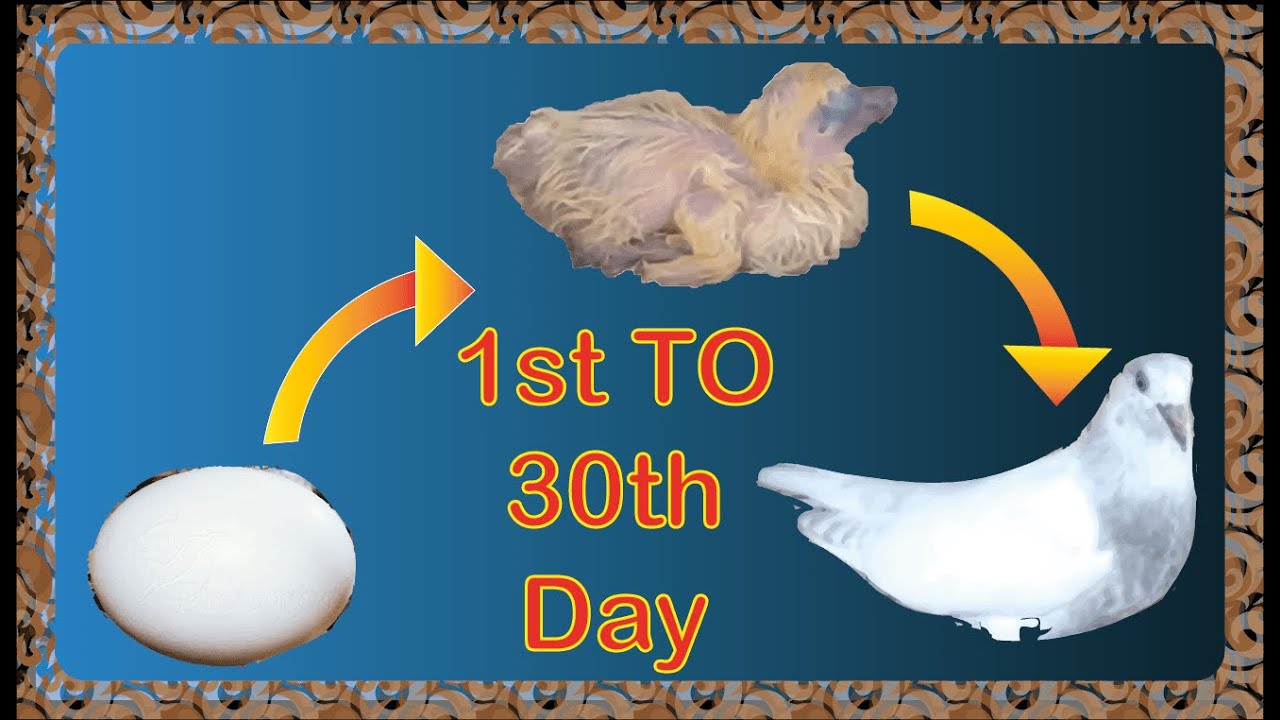 Pigeon baby growth from day 1 to 30 time lapse - YouTube
