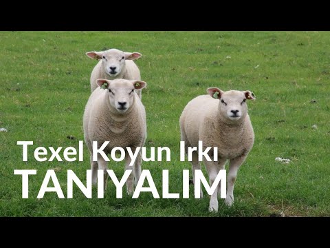 Texel koyunu