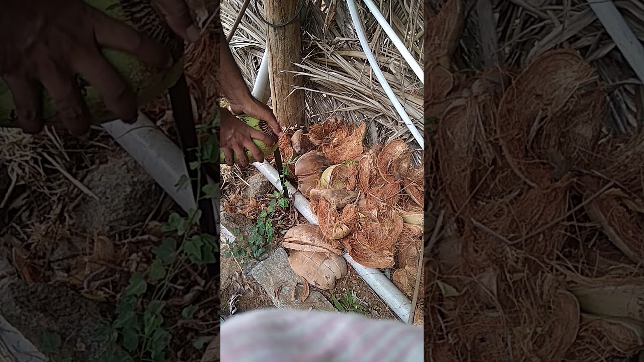 Coconut dehusking in manually my experience - YouTube