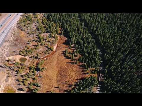 19 | USA 4K Video Free Stock Footage | Pine Trees In Colorado | No copyright | Royalty Free