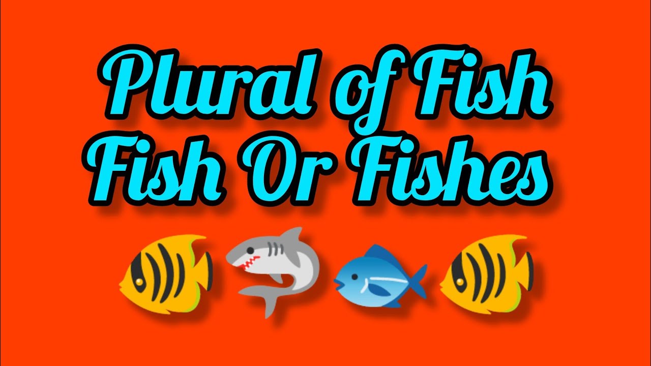 Plural Form of Fish; Fish or Fishes 🐠 - YouTube