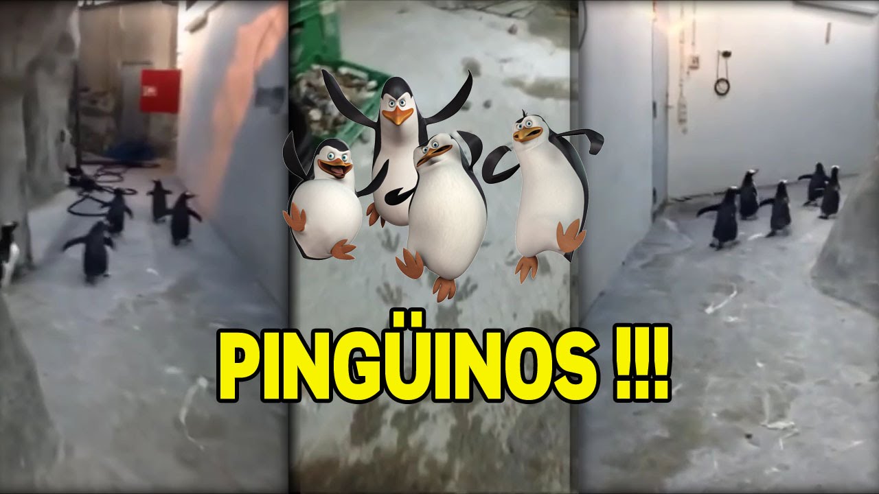 PINGÜINOS DE MADAGASCAR EN LA VIDA REAL!! - YouTube