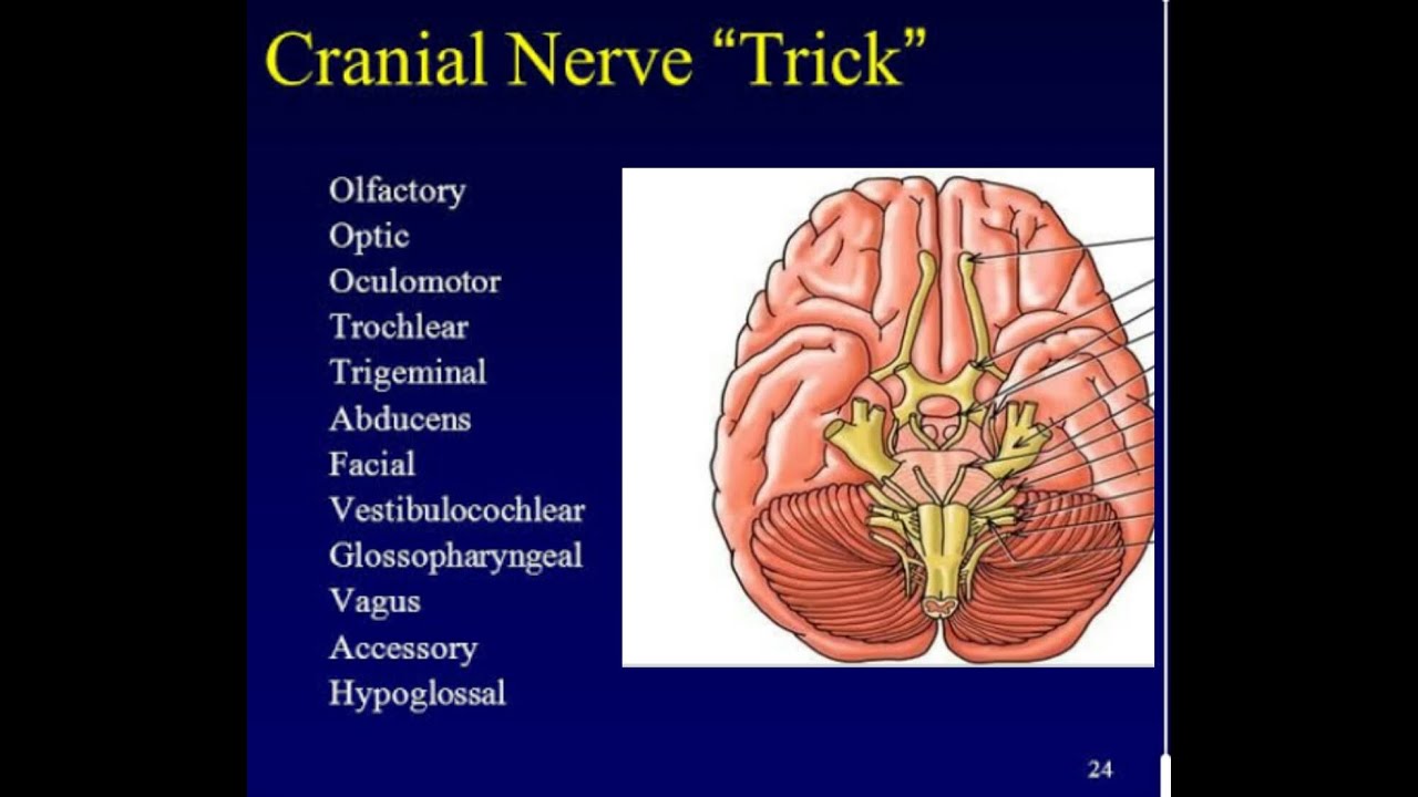 12 Cranial Nerves Mnemonic Easy To Remember Youtube