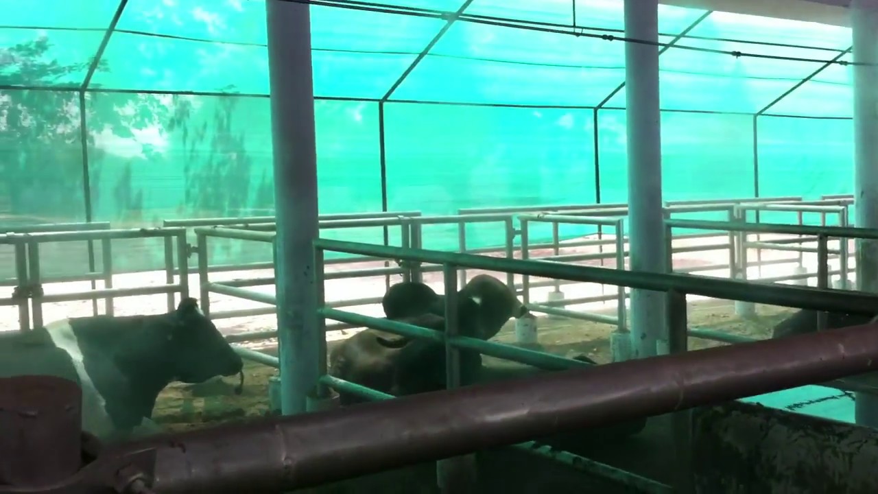 CATTLE FARM MIST COOLING - YouTube