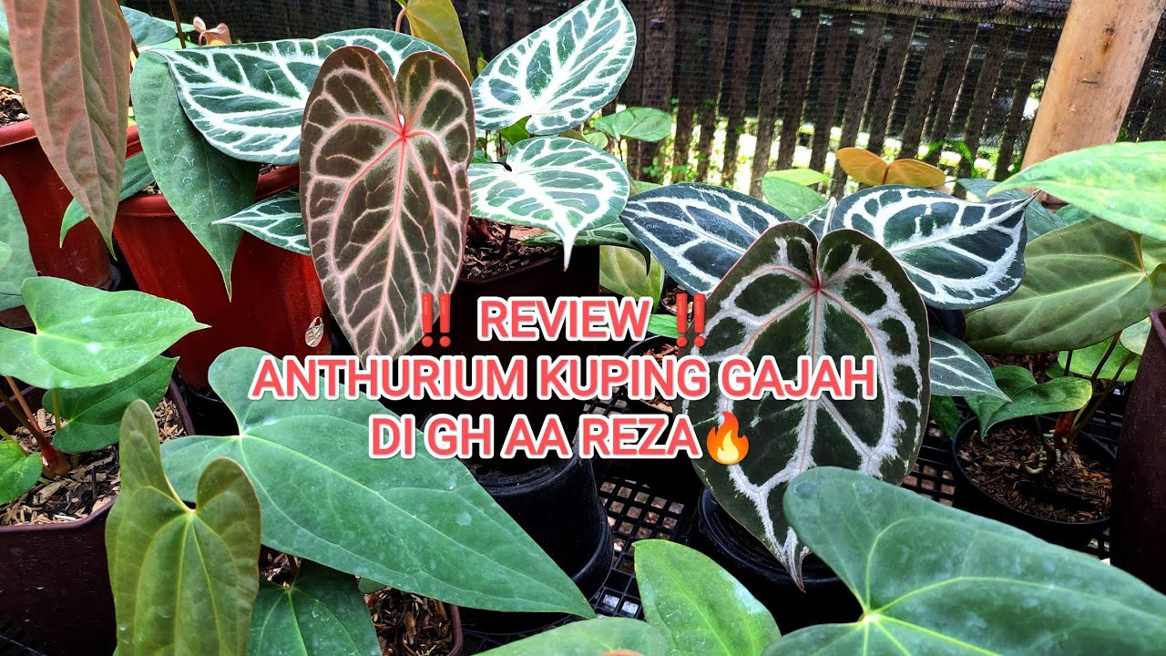 ‼️ REVIEW ANTHURIUM KUPING GAJAH DI GH AA REZA‼️ - YouTube