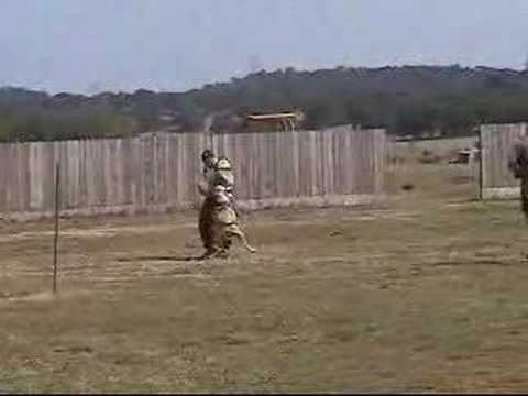 Tank in Hardest Hitting, oroville CA - YouTube