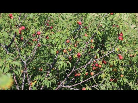 Maintaining a Wild Plum Thicket for Deer Bedding - YouTube