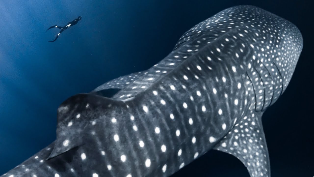 The best whale shark footage on YouTube - YouTube