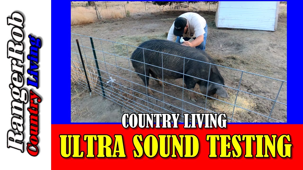 Unbelievable! Our Idaho pasture pigs surprised us during ultrasound ...