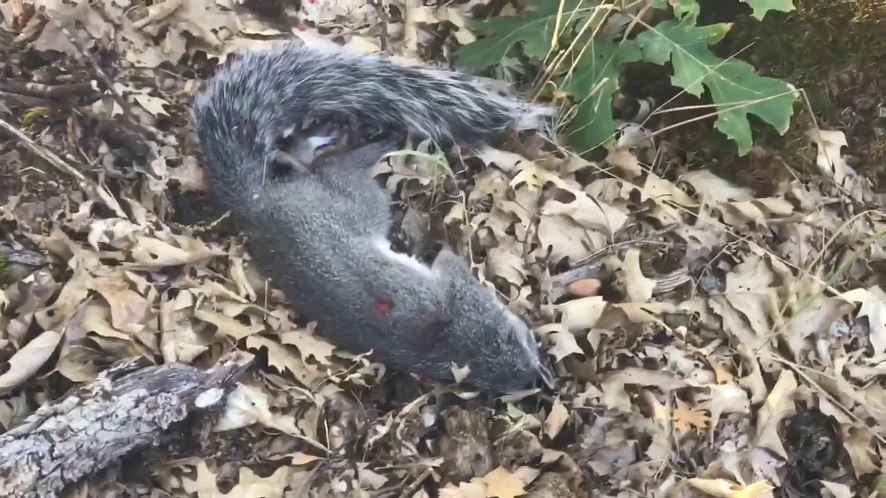 Squirrels Hunting B zone CA. 10/5/19 - 10/6/19 - YouTube