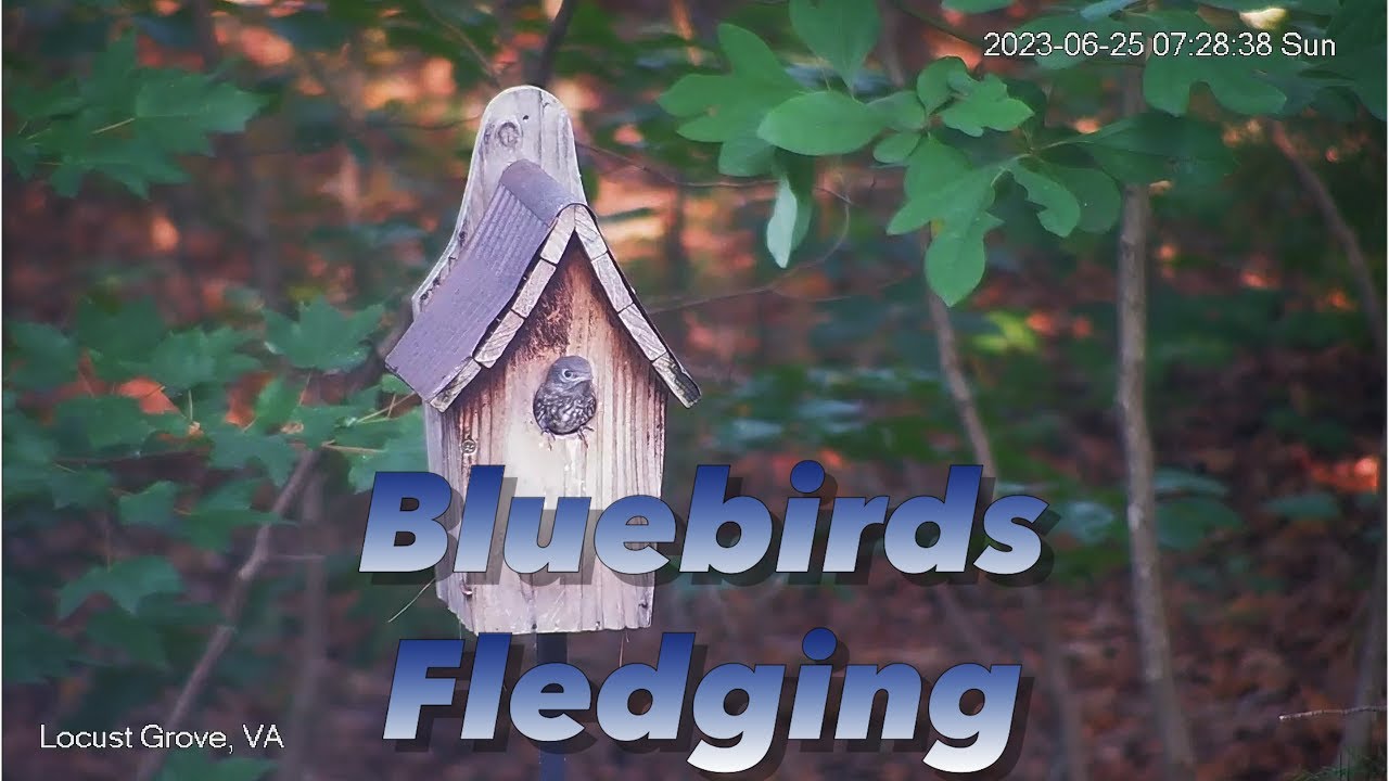 Bluebirds Fledging - YouTube