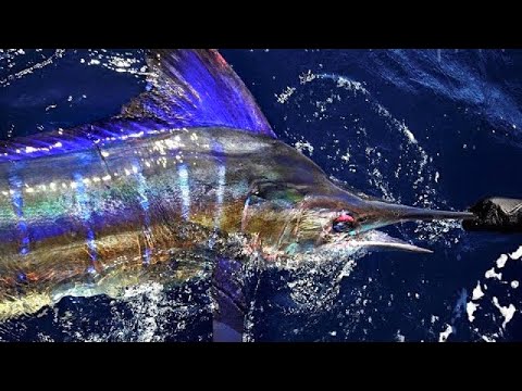 BIG MARLIN TACTICS FOR TRAILERBOAT - YouFishTV