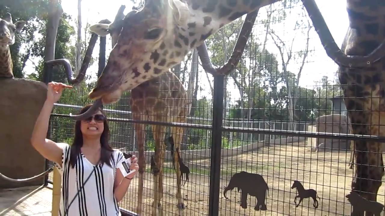 me feeding a giraffe, then screaming in his face - YouTube