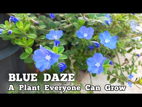 How To Care For Blue Daze Plant