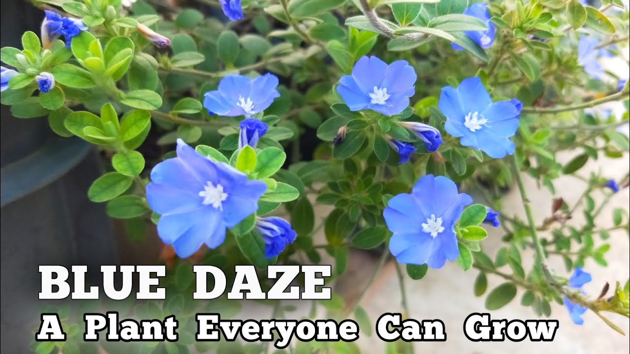 Blue Daze Plant Care | How to Grow Blue Daze in Pot | Evolvulus - YouTube