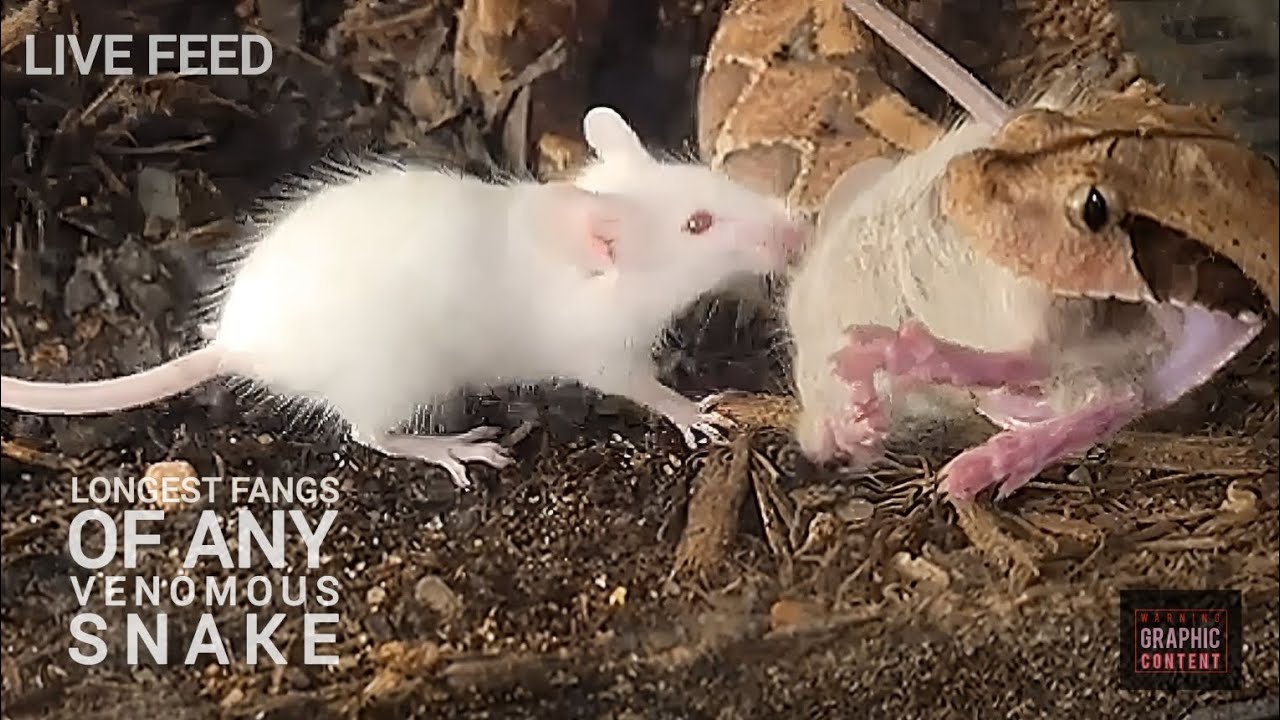 GABOON VIPER'S Euthanizing & Eating Prey *WARNING* LIVE FEEDING - YouTube