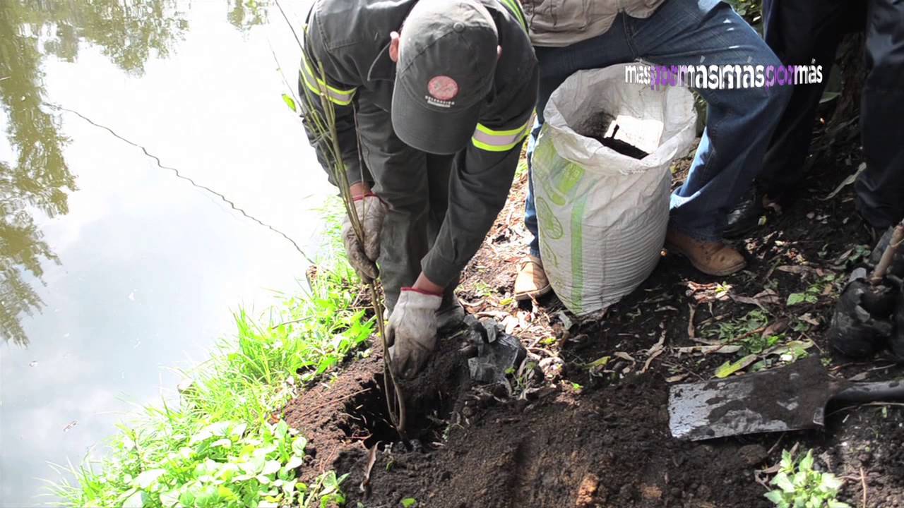Reforestación en Xochimilco - YouTube
