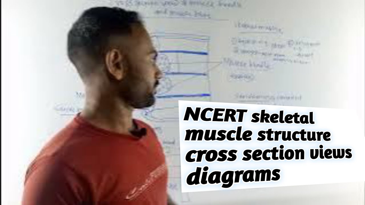 NCERT skeletal muscle structure || cross section views diagrams ...