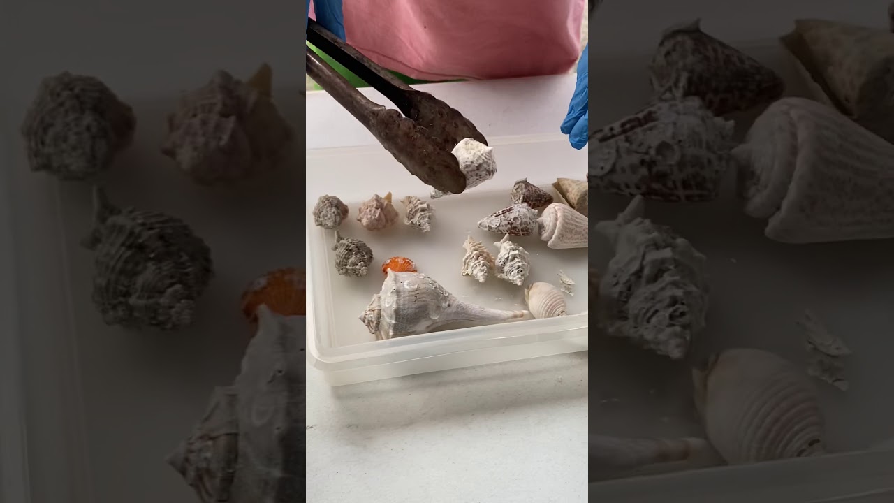 How to Clean Shells with Muriatic Acid - YouTube