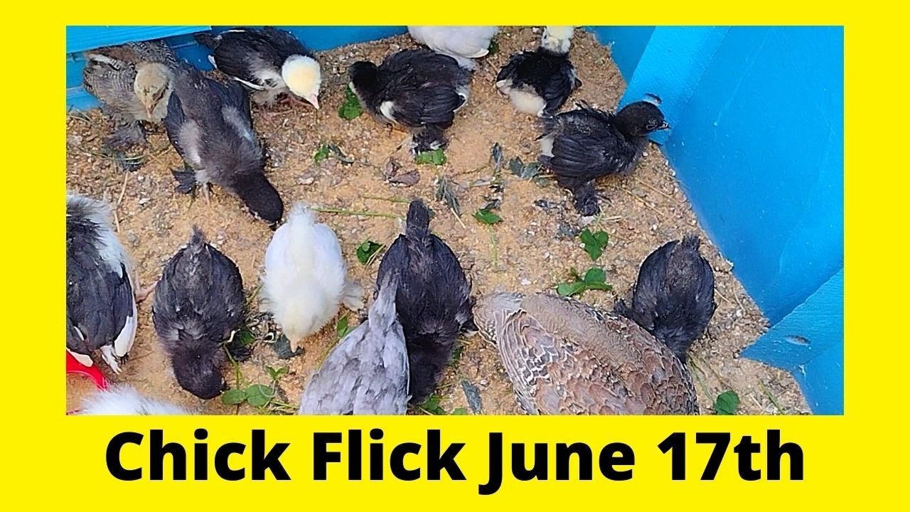 Chick Flick Polish, Cochin & Silkie Chicks 2022-06-17 - YouTube