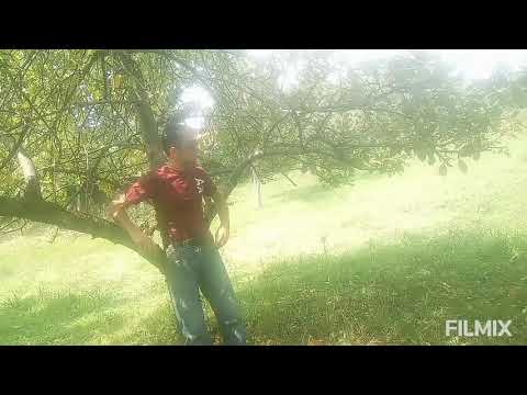 Ozal Eliyev-Sənin Qızın