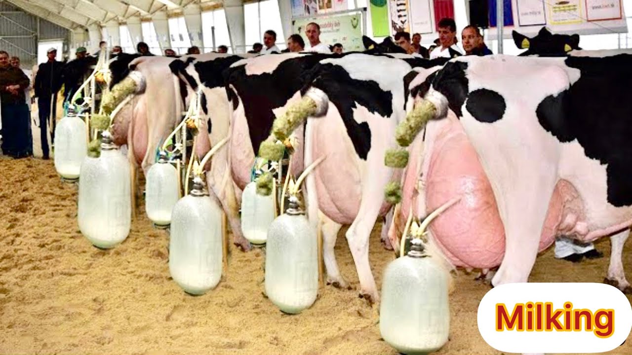 How to milking cows - YouTube