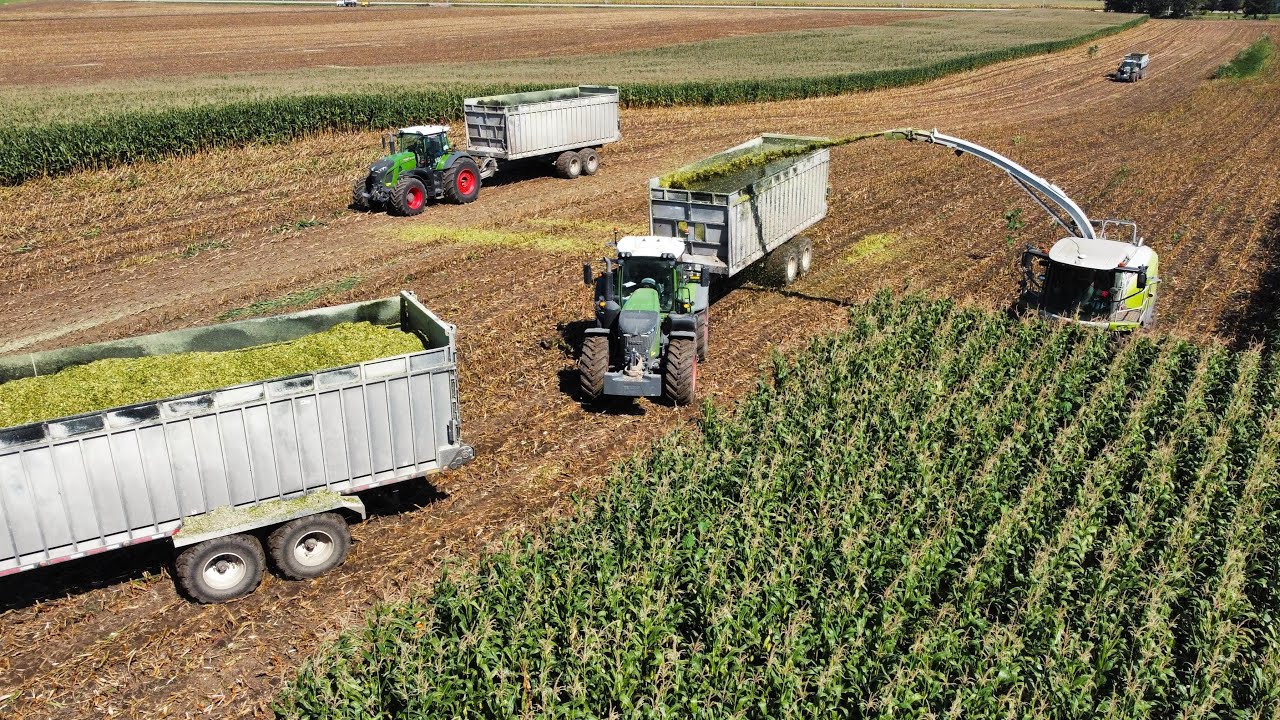 Claas 990 Jaguar Chopping Corn Silage | 2 Case Steigers Pushing Silage ...