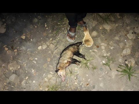 Trapping Manicou In Trinidad!!! - YouTube