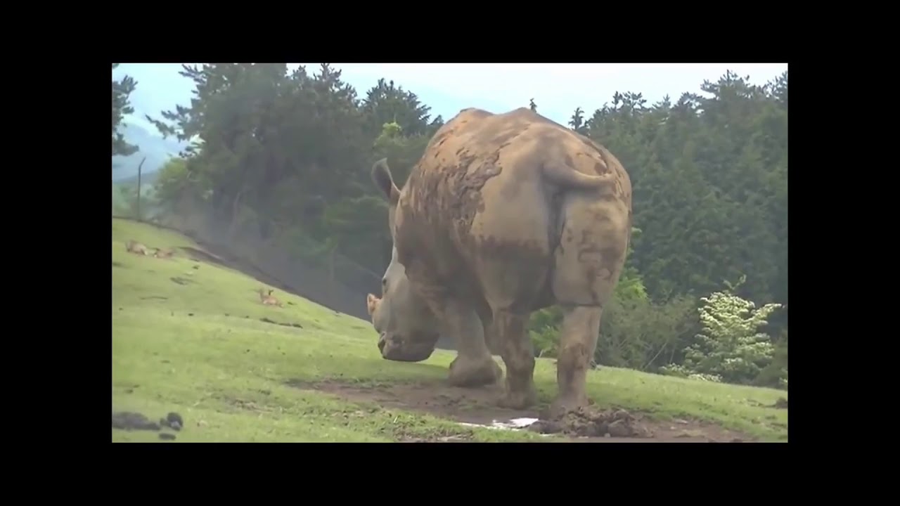 animal pooping compilation #1 - YouTube