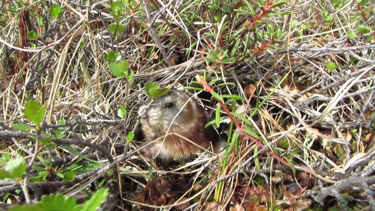 Collared lemming tells you what's what - YouTube