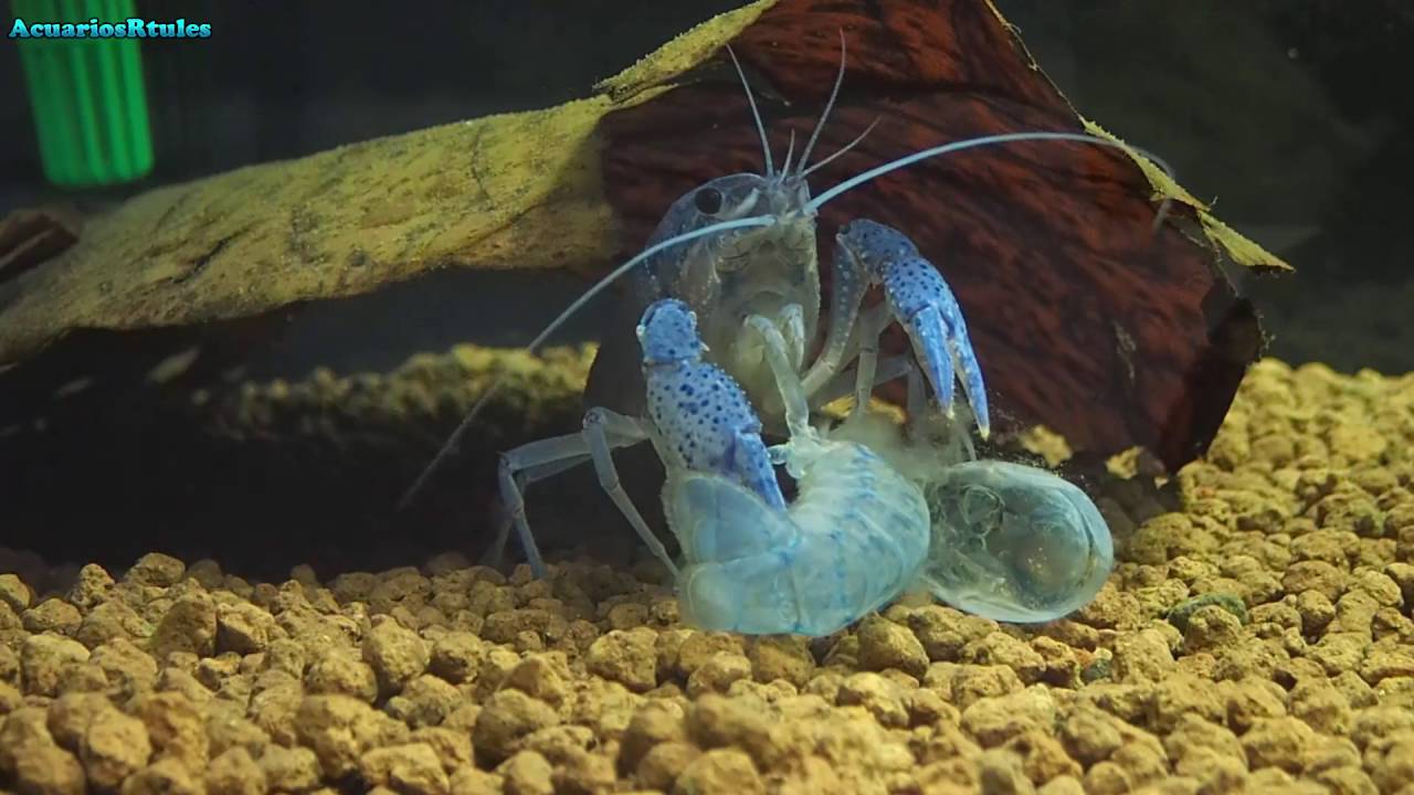 Procambarus Alleni Blue: Una muda espectacular - YouTube
