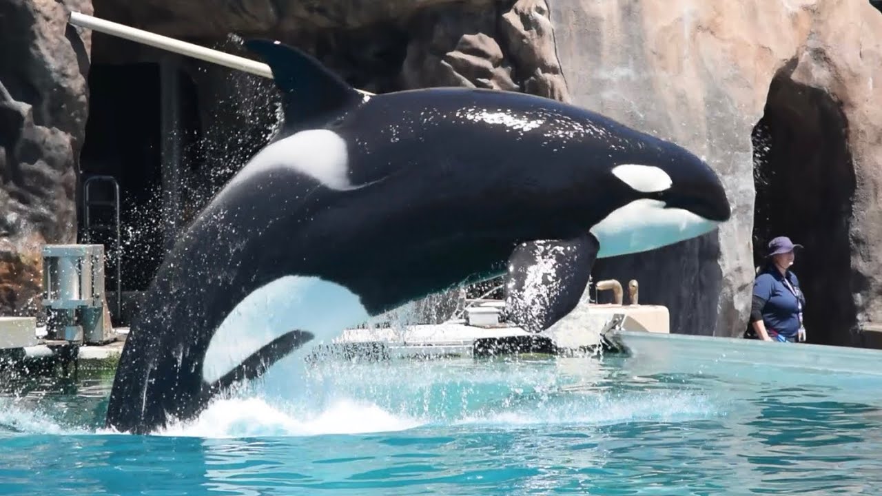 Orkid and Ulises during Orca Encounter at SeaWorld San Diego 2023 - YouTube