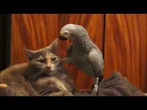 Sabırlı Kedi ve Yaramaz Papağan
