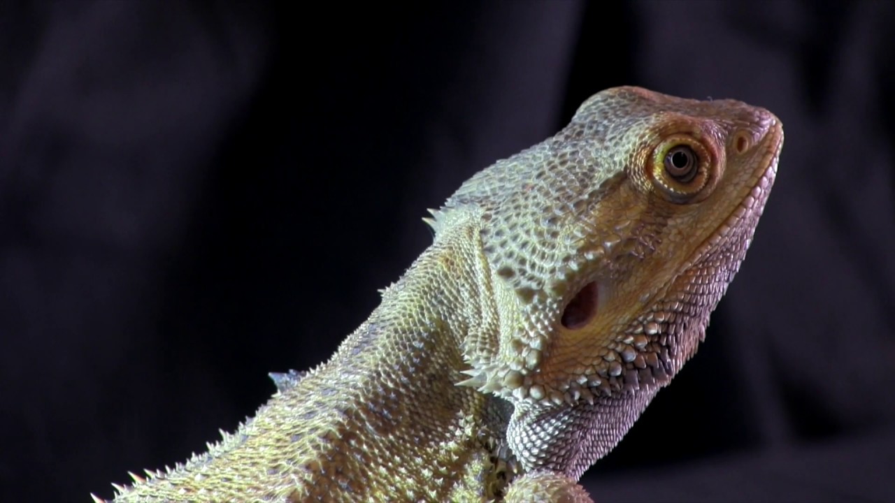 Portrait du Pogona vitticeps (Dragon barbu) - YouTube
