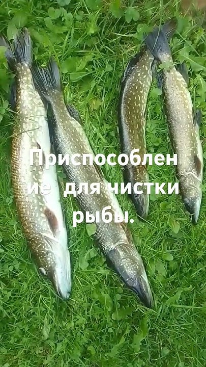 простое и очень эффективное приспособление для чистки рыбы. - YouTube