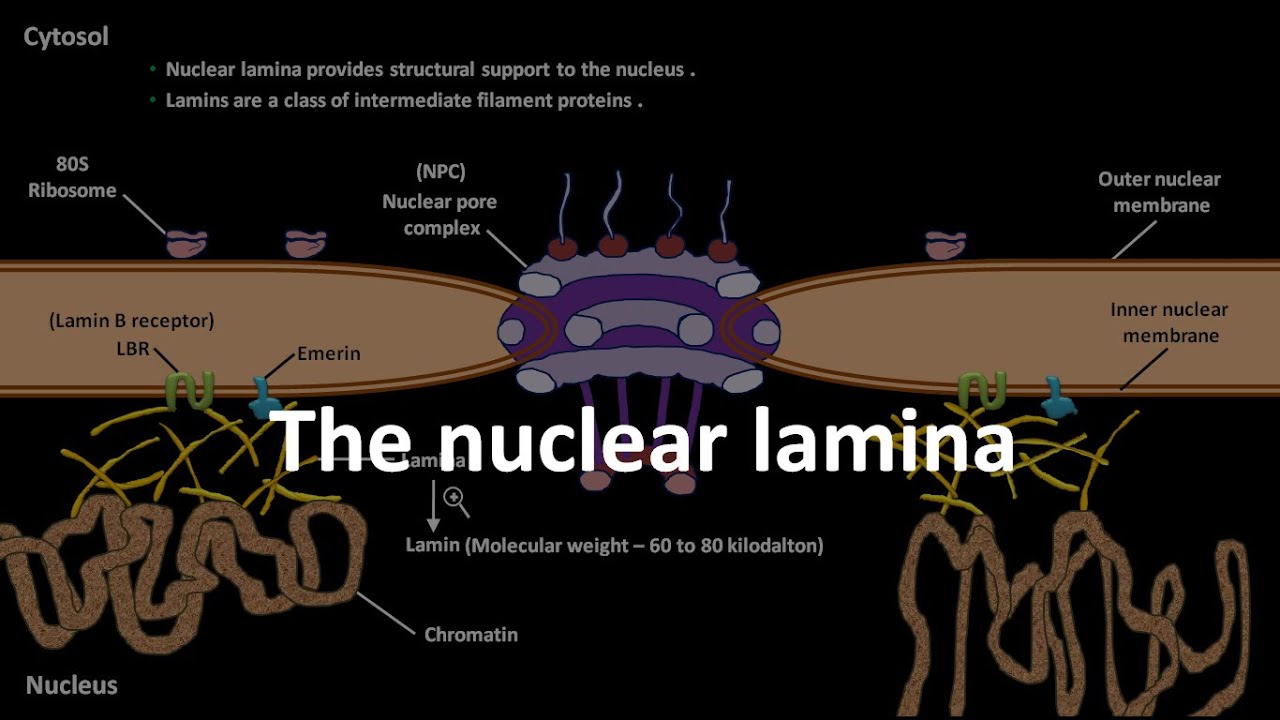 Nuclear Lamina And Nuclear Matrix Transcriptional Repression,