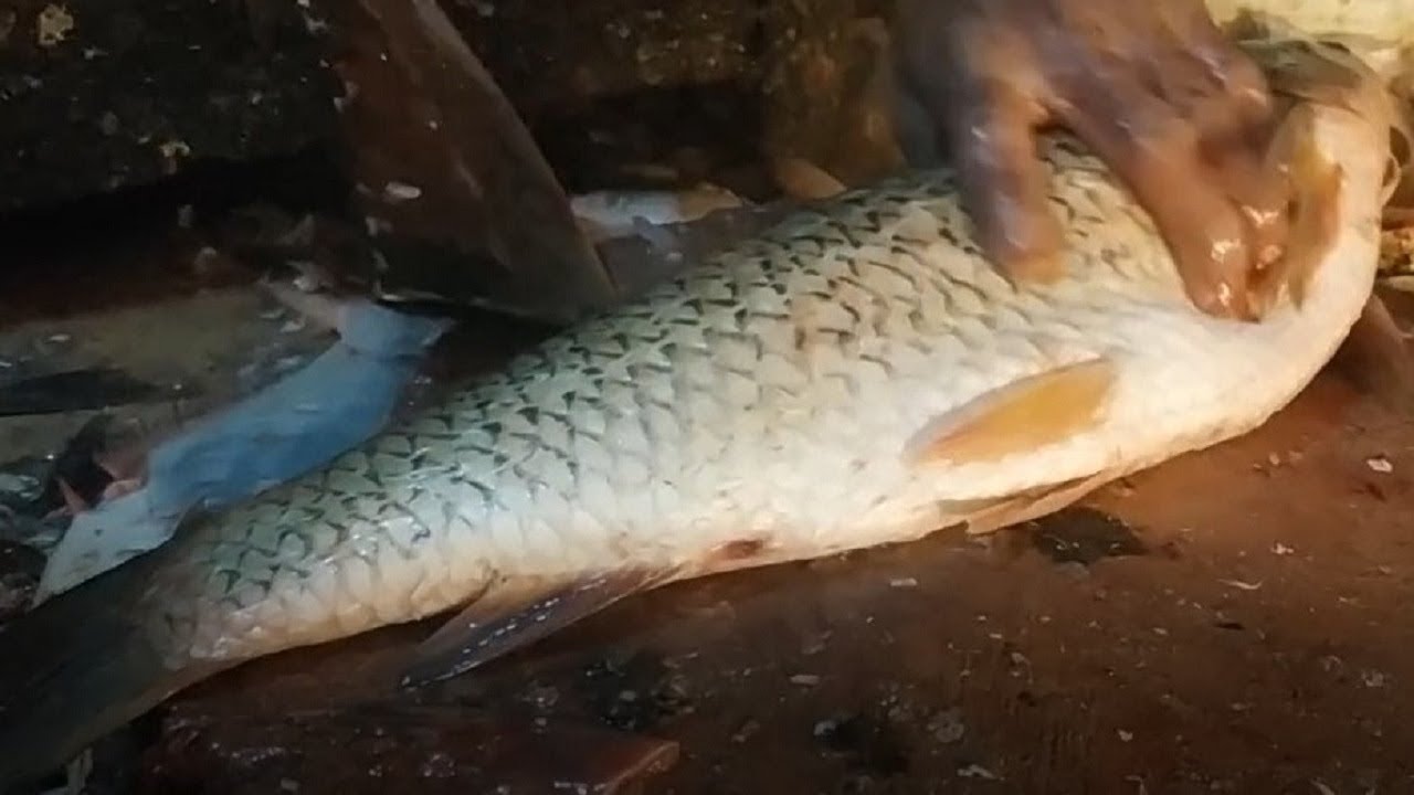 Easy Ways You-Can Use GRASS CARP FISH CUTTING in Fish Market. - YouTube