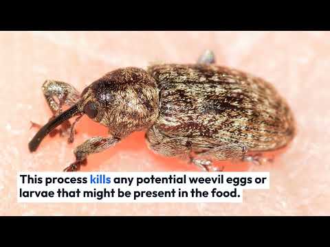 Where Can You Find Weevils In The Bay Area