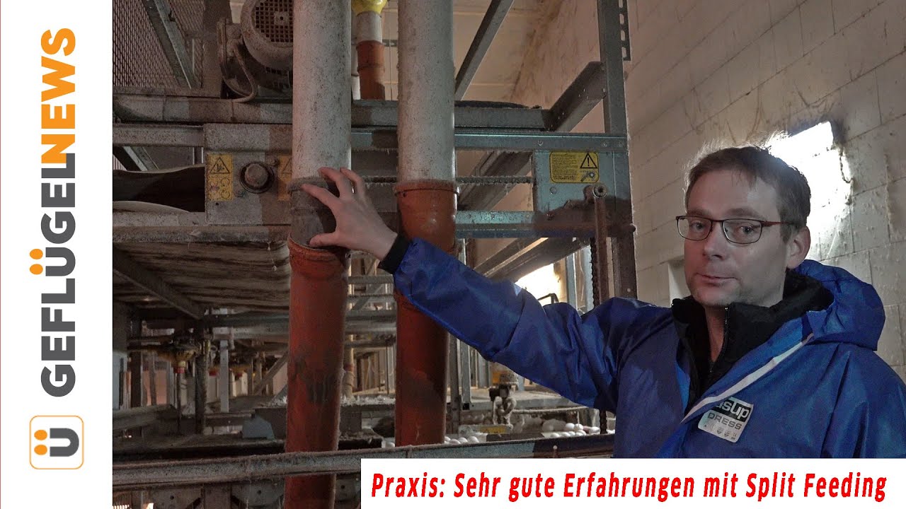 Höherer Futtergewinn und bessere Eiqualität mit Split Feeding - Aus der Praxis - YouTube