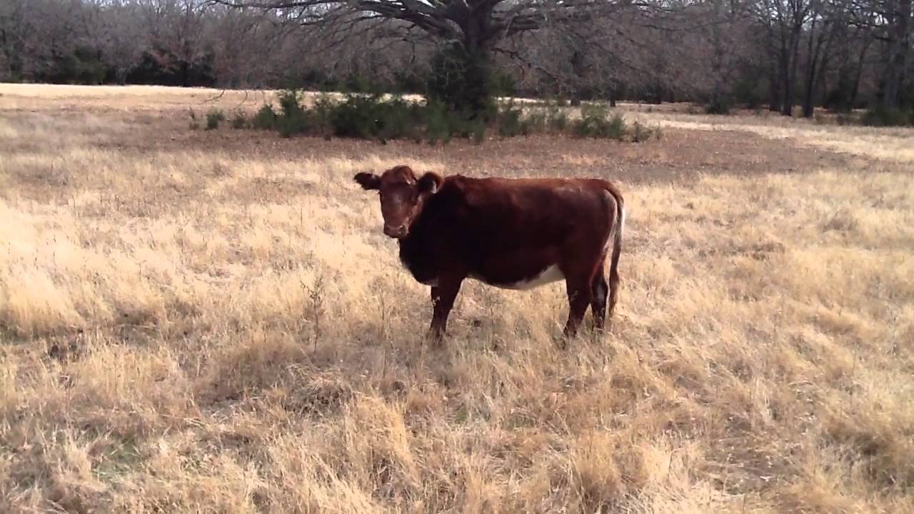 Reg. Miniature Shorthorn cattle in Greenville Texas - YouTube
