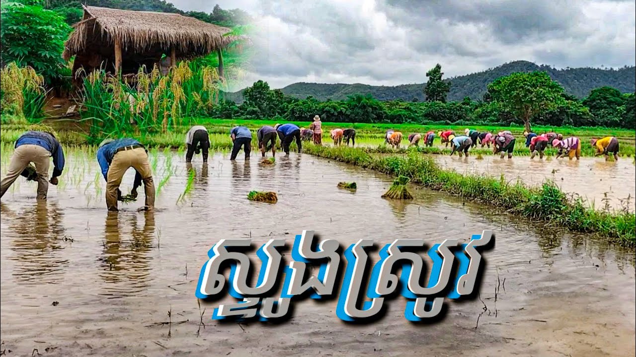 បទចម្រៀងទំពួននាំគ្នាស្ទូងស្រូវThe songs of wretching.#tampountv - YouTube