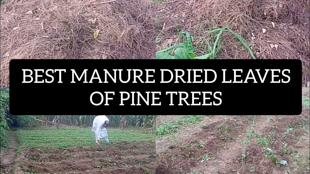 Putting manure.Best fertilizer than urea.Dried leaves of pine trees. - YouTube