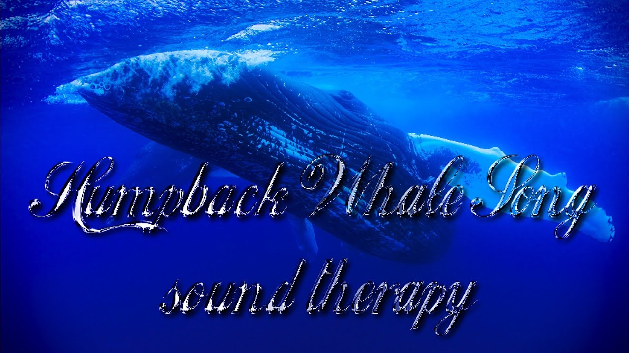 Amazing Humpback Whale Song - sound therapy - YouTube
