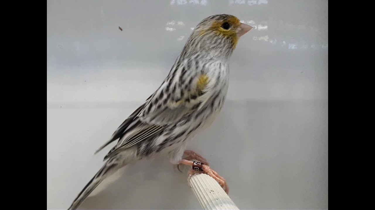 CANARI AGATE MOSAÏQUE JAUNE MÂLE 92 PT - CANARY YELLOW AGATE MOSAIC ...