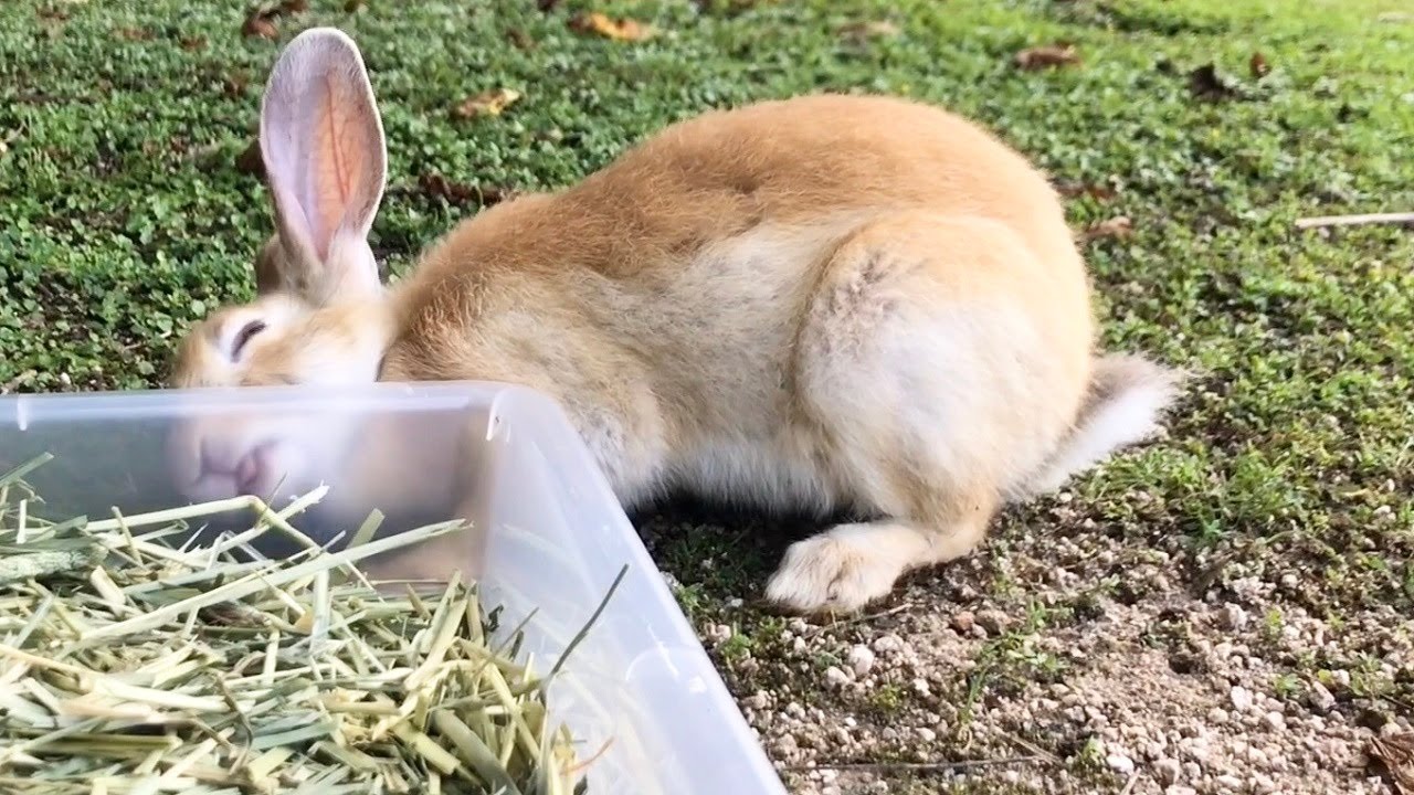 [Funny] This demented baby rabbit is too cute! - YouTube