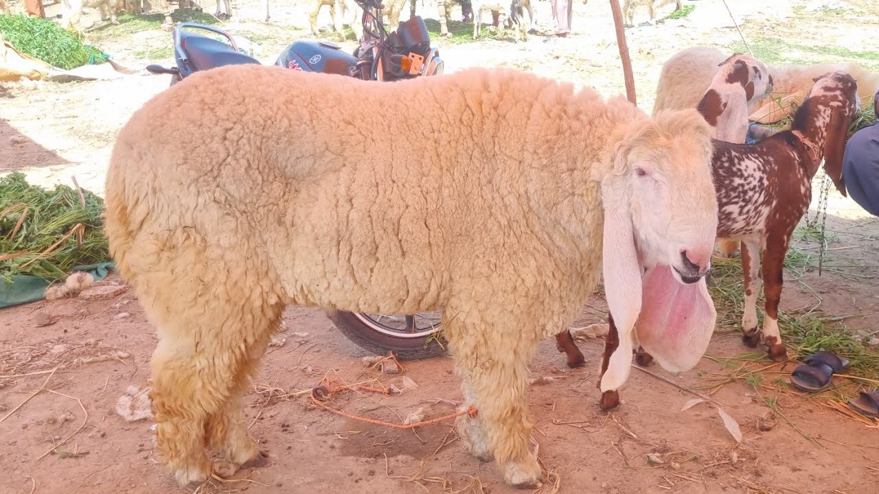 Kajla Chatra ka soda Q nhi howa Qurbani 2023 Mahngi hoge Dhak Lana ...